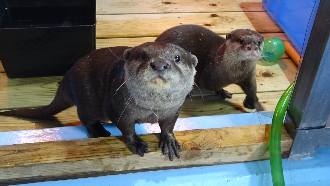 จิบกาแฟในสวนดอกไม้ Starbucks ยึดพื้นที่สวนสนุก เปิดสาขาคอนเซ็ปท์ใหม่ใน ...