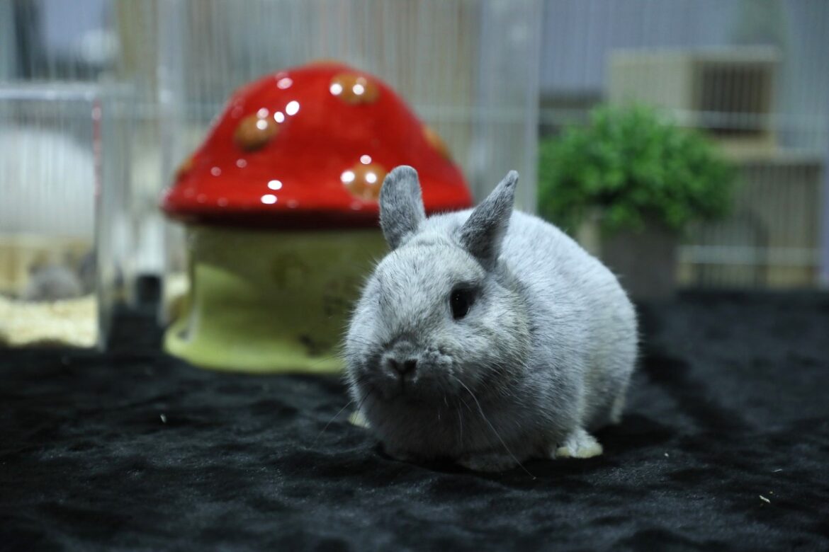 เทรนด์ Pet Parent - Petfluencer ดันตลาดสัตว์เลี้ยงพุ่ง 7 หมื่นล้าน Pet ...