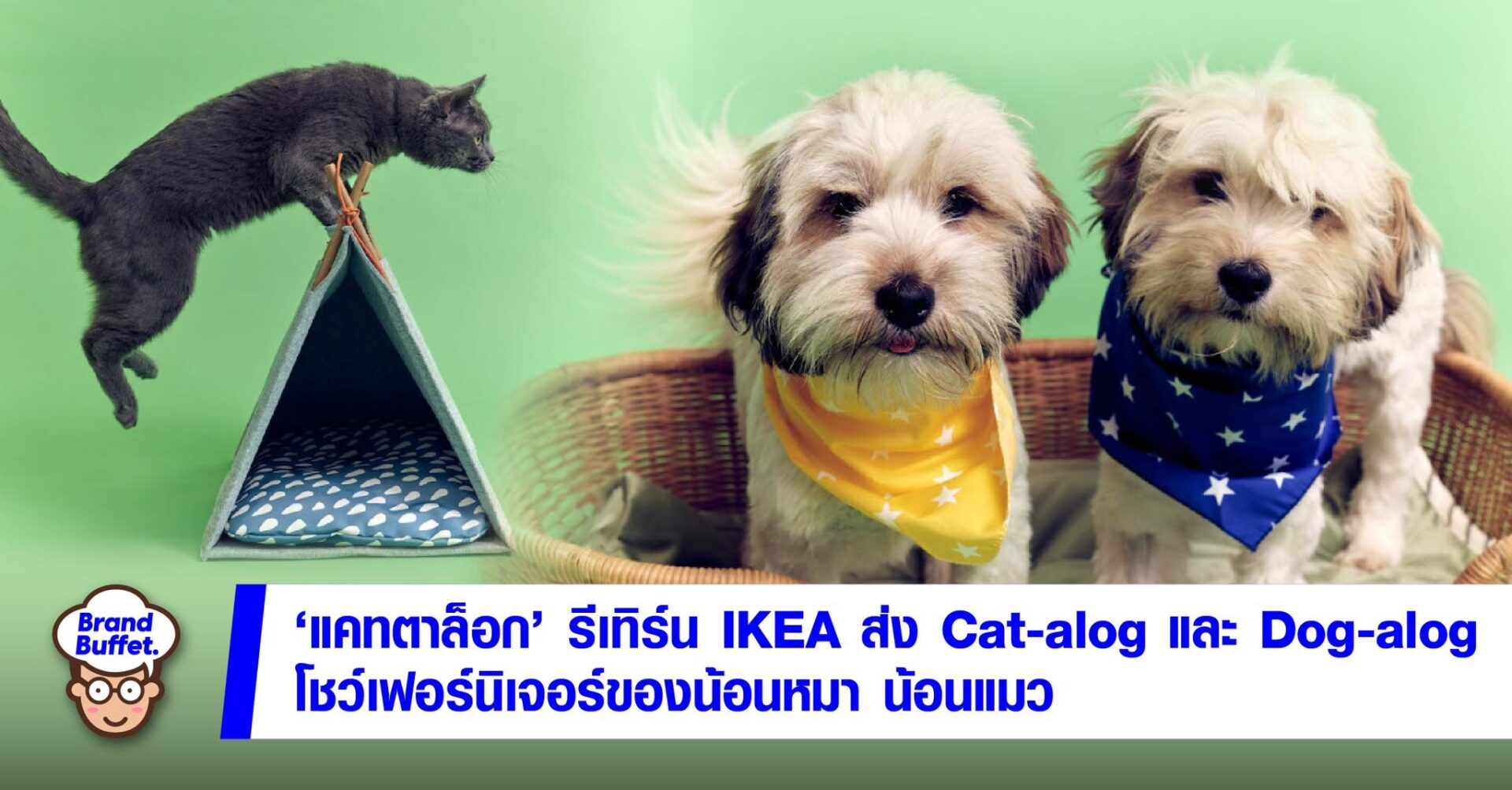 "แคทตาล็อก" รีเทิร์น IKEA อังกฤษส่ง Cat-alog และ Dog-alog เอาใจเหล่าทาส หลังพบสถิติ "เจ้านาย ...