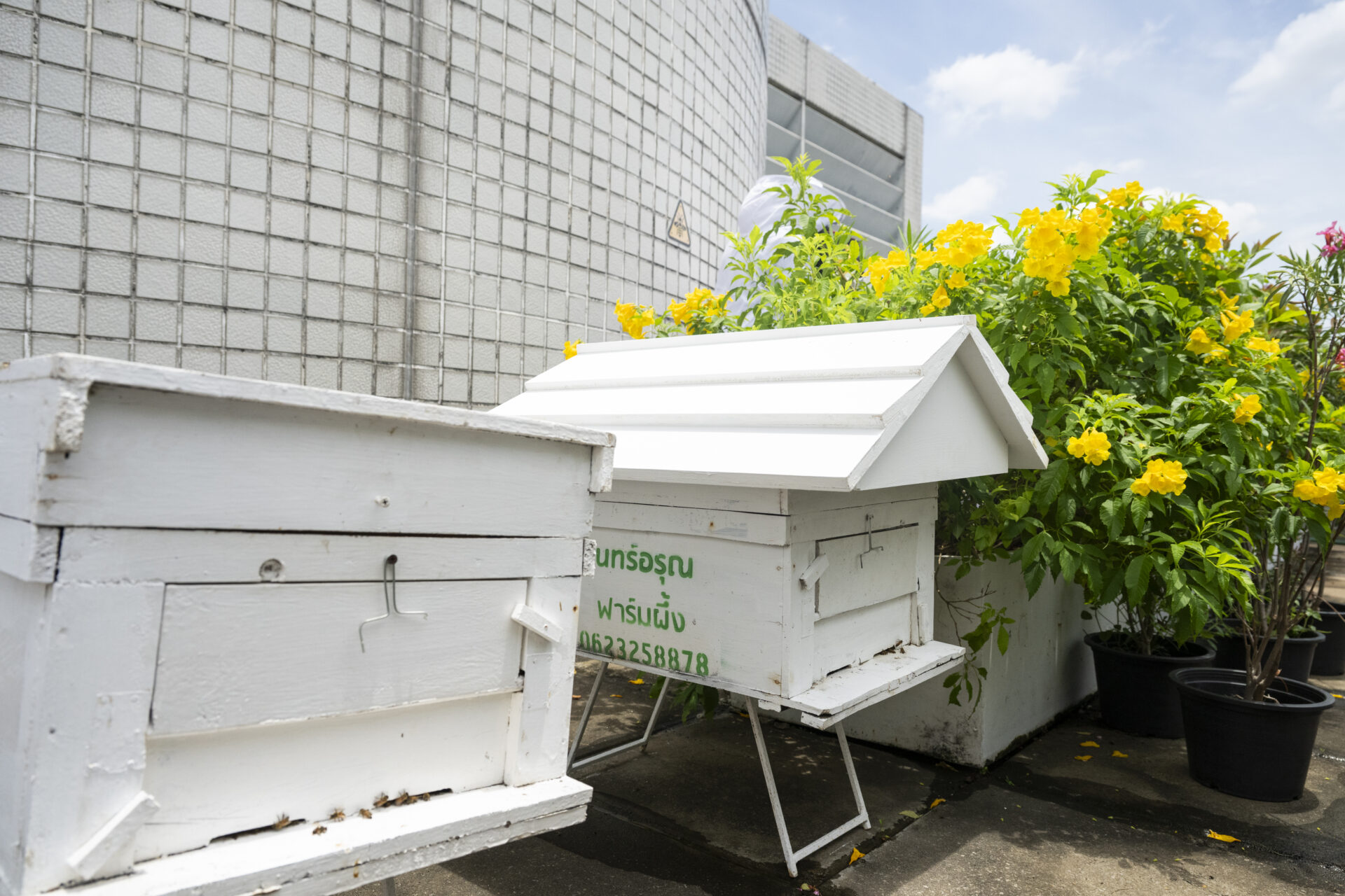 'สวนผึ้งบนดาดฟ้า' ที่ "โรงแรมคอนราด กรุงเทพ" เชื่อมโยงคน ผึ้ง และเมืองเข้าด้วยกัน พร้อมเป็น ...